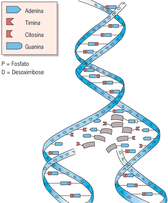 Biologia Bis: Replicação DNA