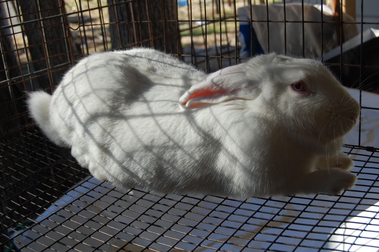 My Life as a Ranch Girl: Rabbits