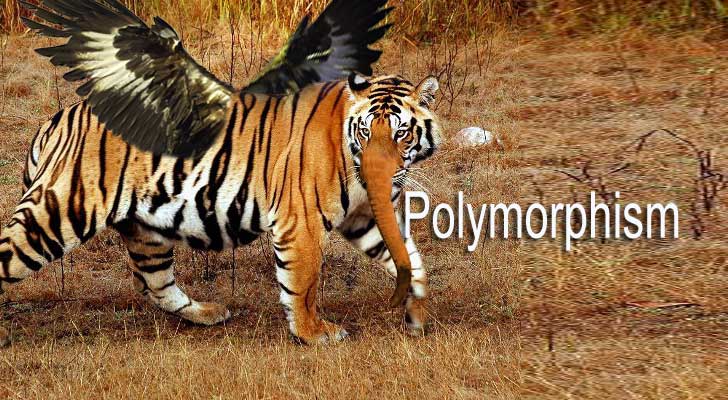 Girfa : Student Help: Polymorphism