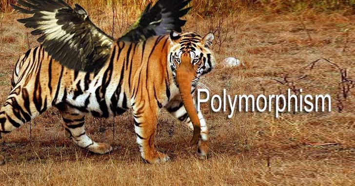 Girfa : Student Help: Polymorphism