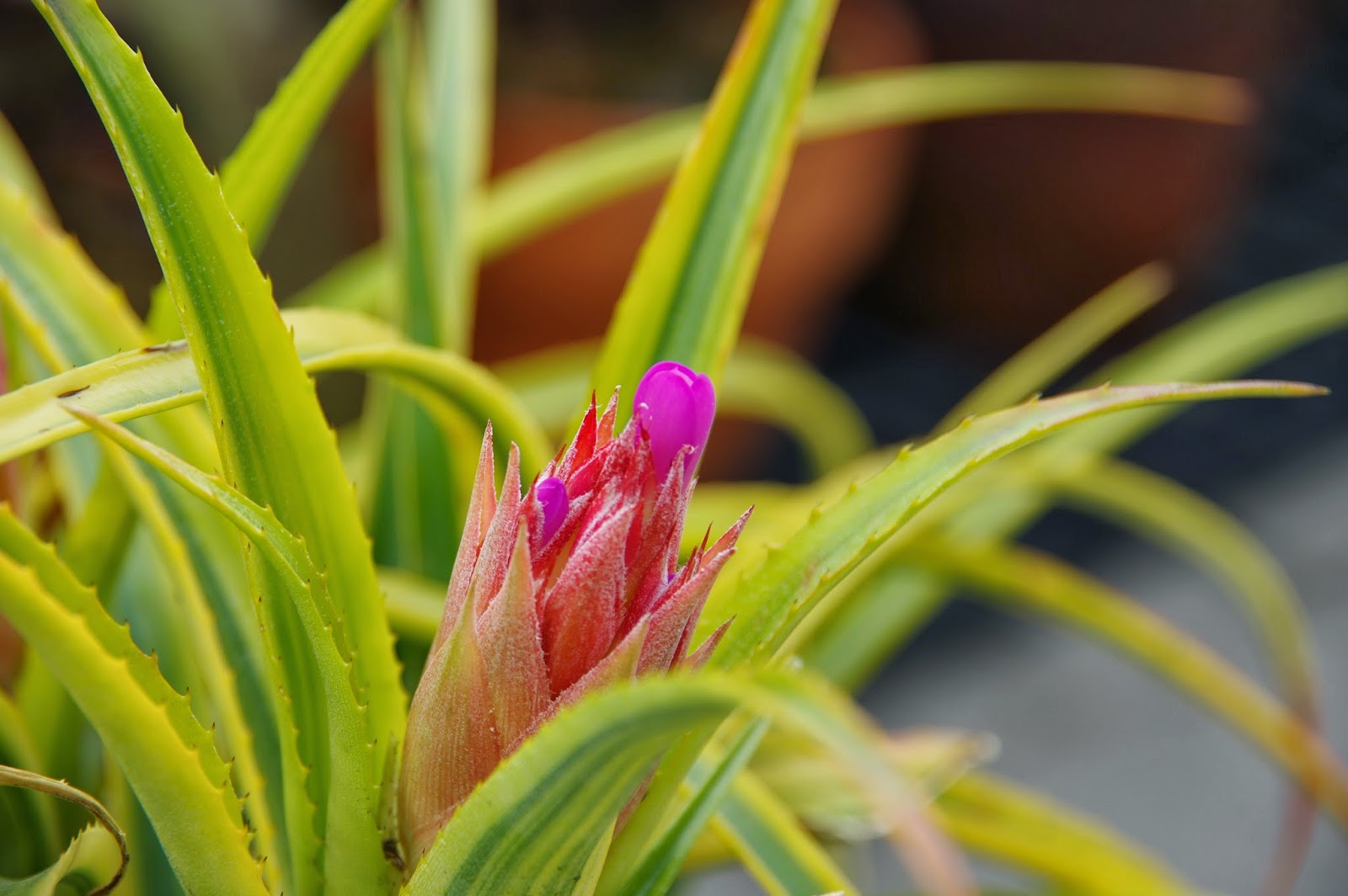 Johnson's bromeliads & falconry: Aechmea 'Aztec Gold'