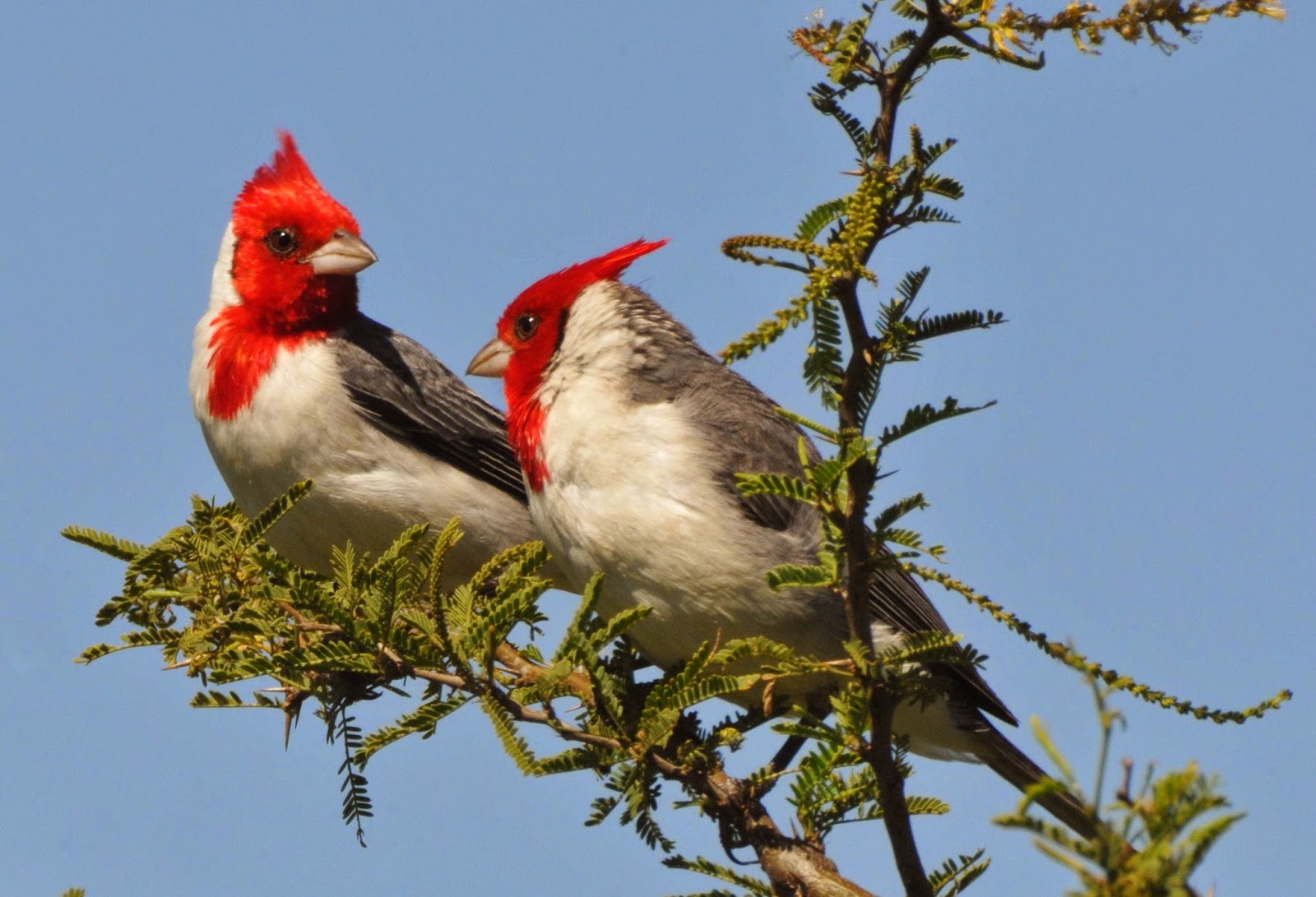 Aves de Ciudad de Buenos Aires: El CARDENAL COMÚN.