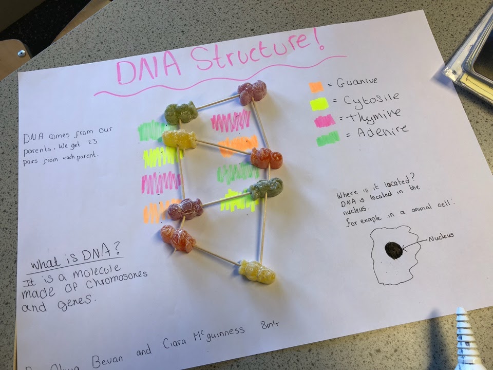 Making DNA structures using Jelly Babies