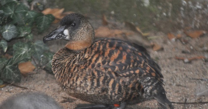 ZOOTOGRAFIANDO (6.096 ANIMALS): PATO DORSIBLANCO / AFRICAN WHITE-BACKED ...