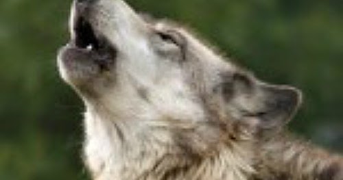 Battleground Indiana Wolf Park Field Trip: Things to do in Indiana ...