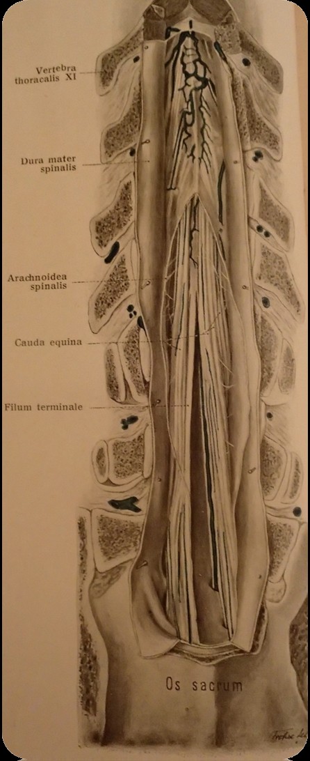 Spinal Cord