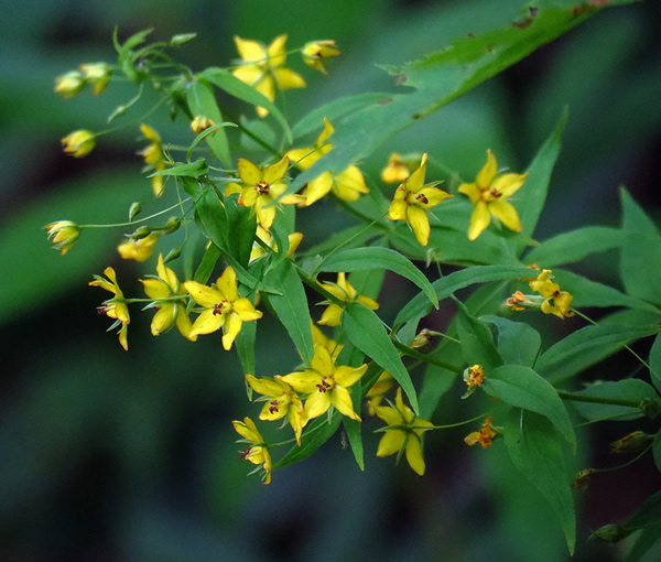 About Health: Lysimachia