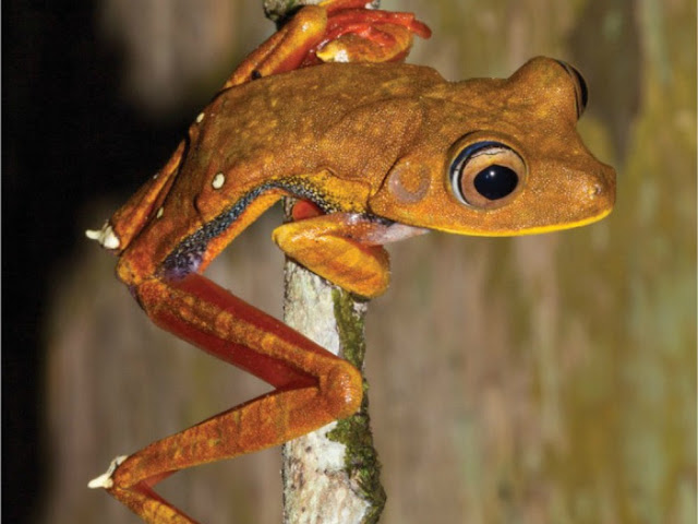 No Mar Profundo: Anfíbios