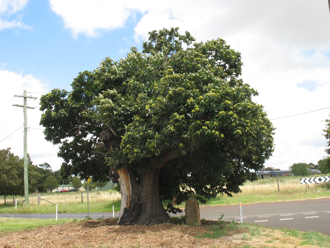 Toowoomba Field Naturalist: The Spanish Chestnut Tree on the Corner of ...