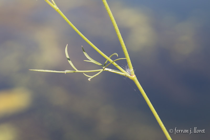 Flora de la Ribera d'Ebre: Fonoll d'aigua