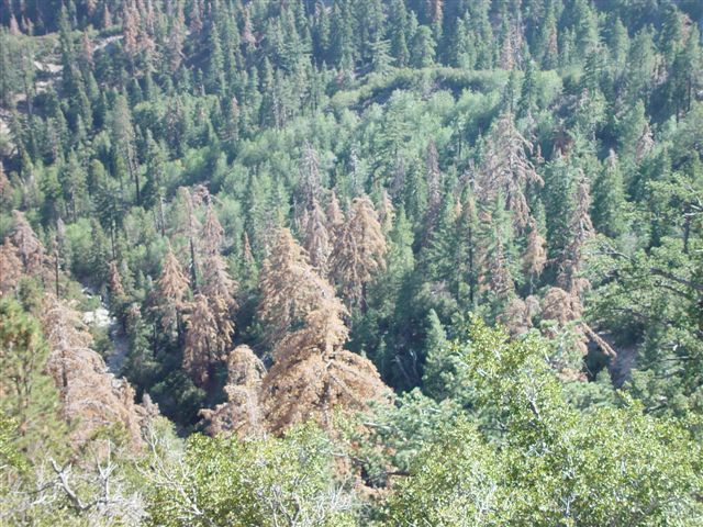 #PrescottAZHistory: 1917-1940: Twig Blight Threatens the Prescott ...