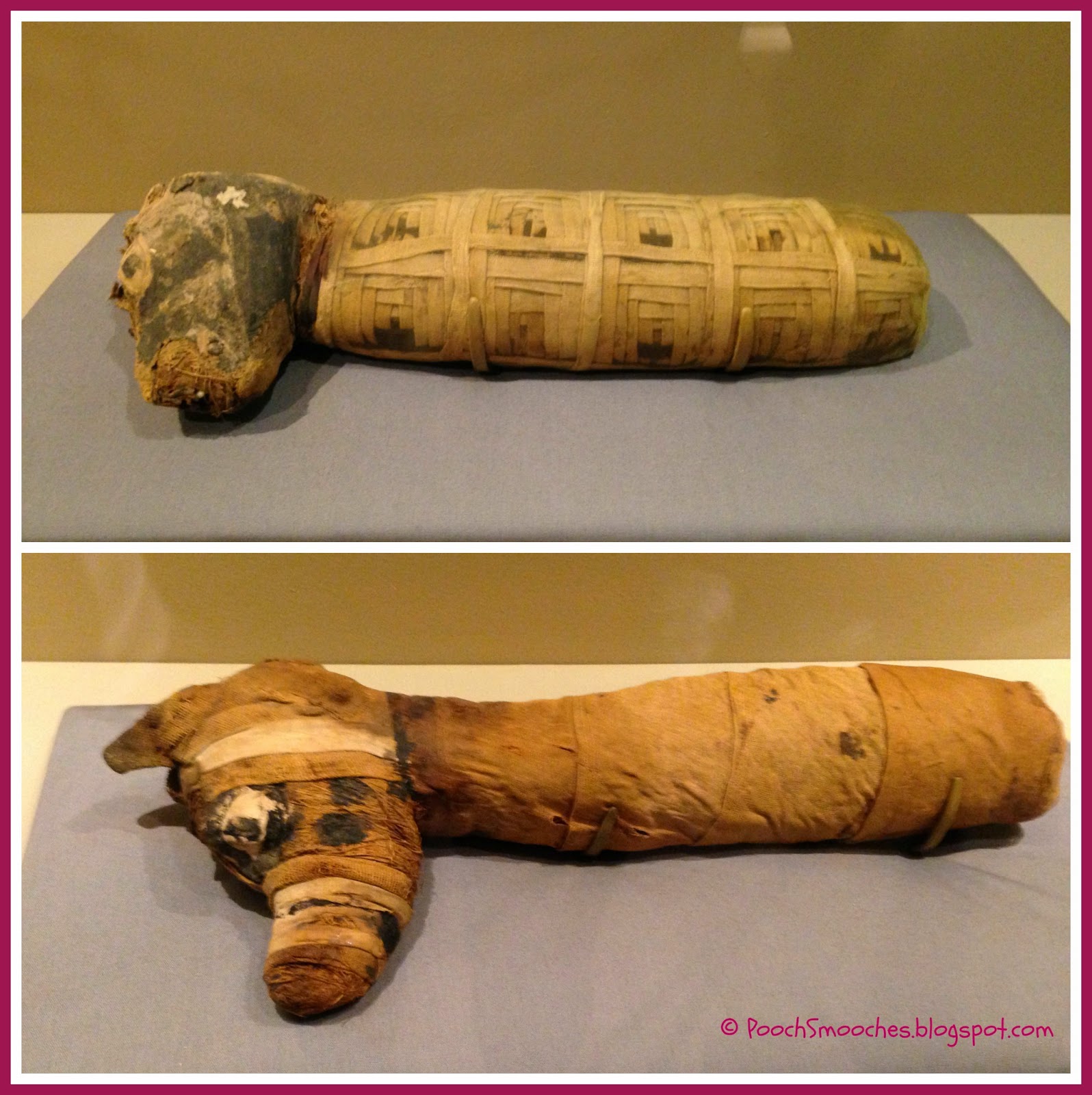 Pooch Smooches: Animal Mummies - A Fascinating Exhibit