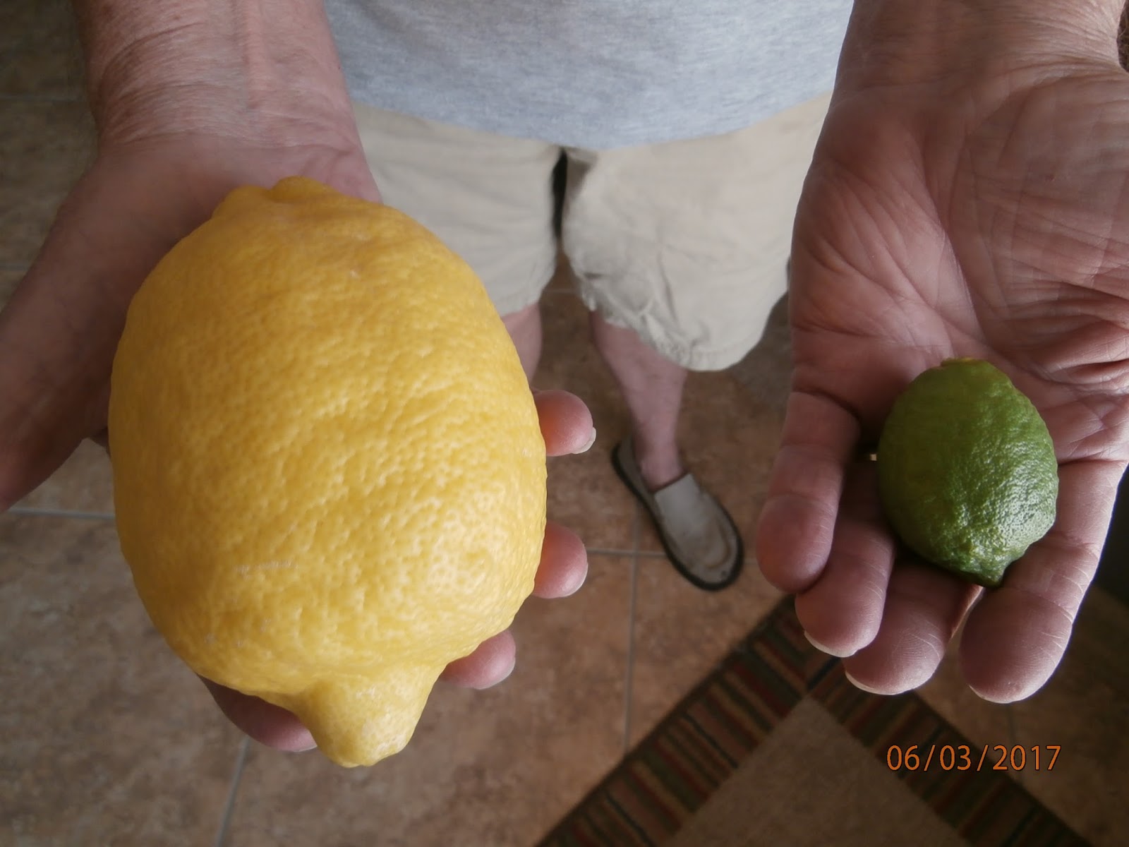 Xtremehorticulture of the Desert: Lemon Not Meyers, Remove Fruit?