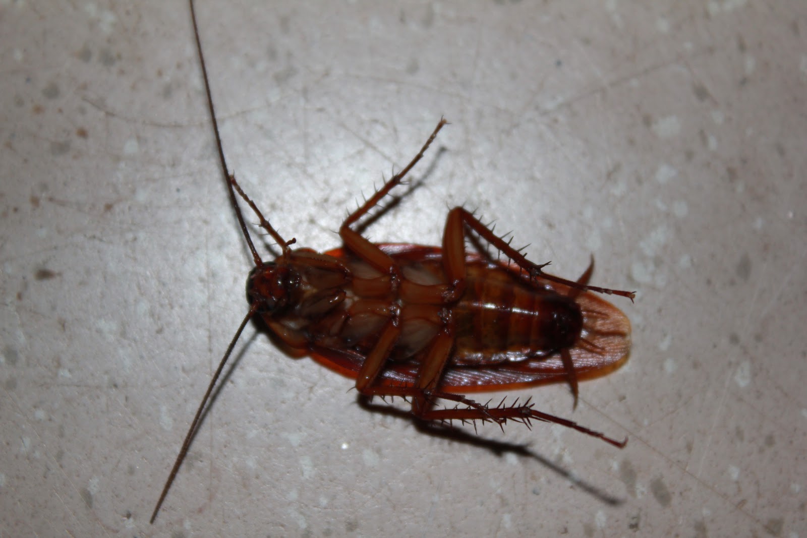 Teaching in Africa: Cockroaches, spiders, and more oh my!