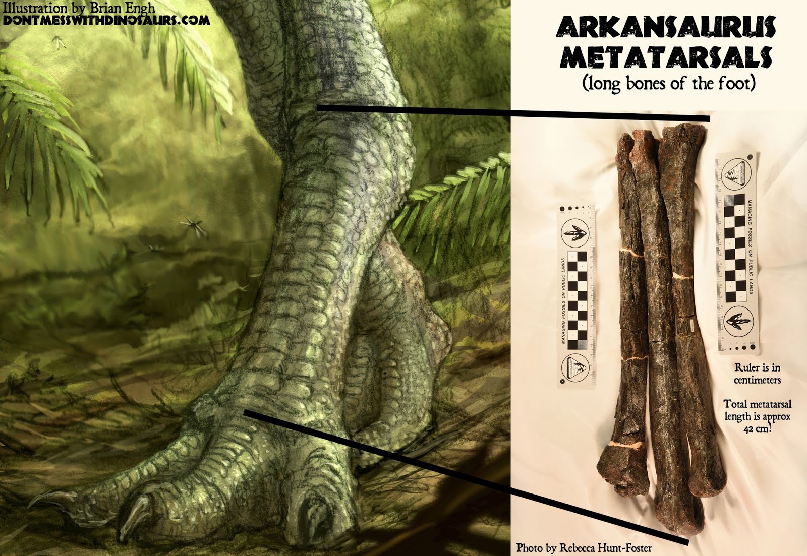 Species New to Science: [Paleontology • 2018] Arkansaurus fridayi • A ...