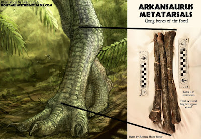 Species New to Science: [Paleontology • 2018] Arkansaurus fridayi • A ...