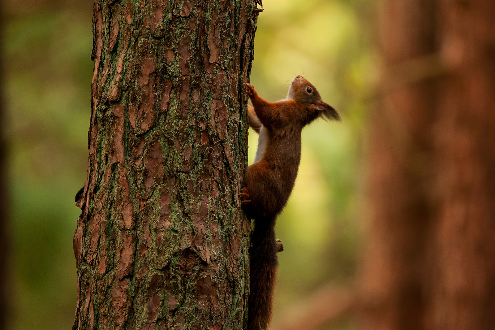 Staffordshire Wildlife And Nature Photography: A morning at Formby Red ...