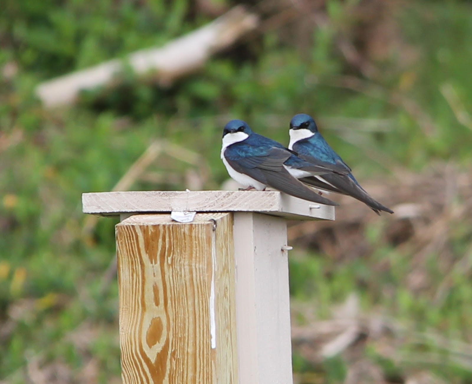 Discover Birds: Tennessee Birds