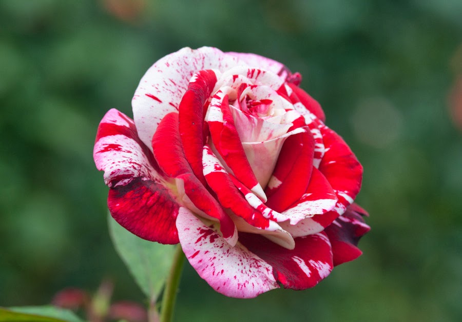 Beautyful Flowes | Mannar Photos