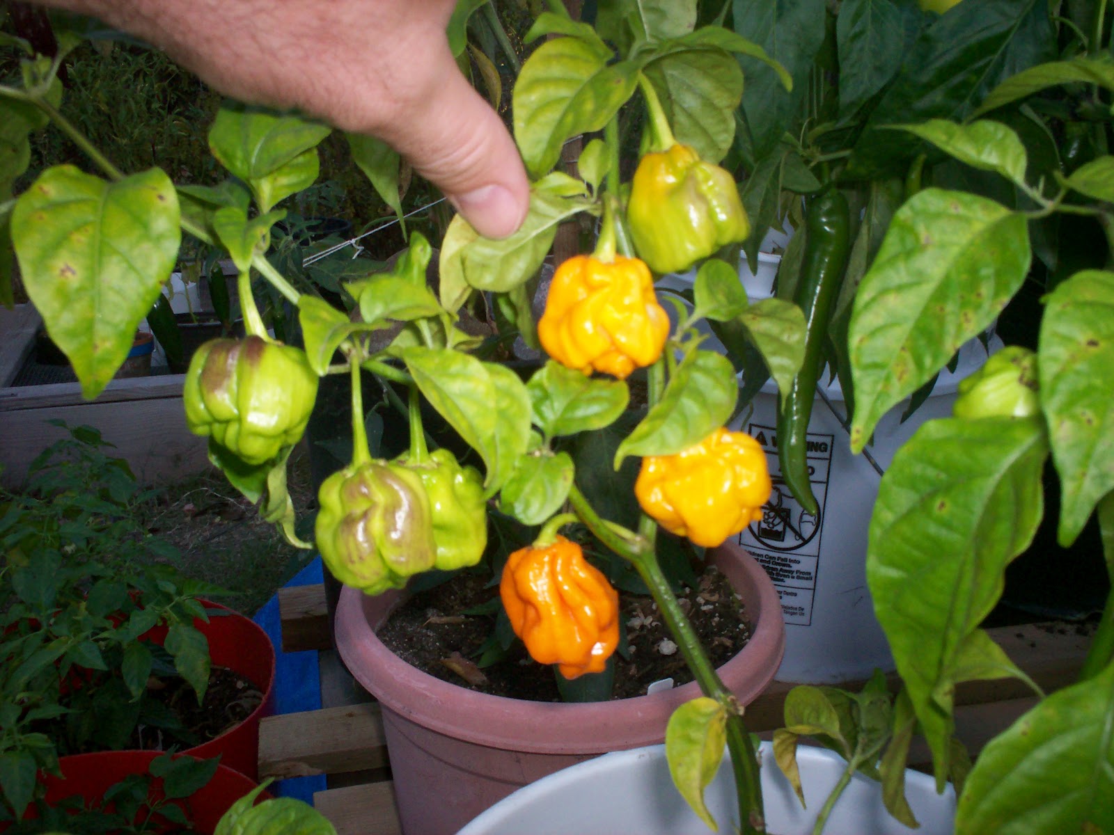 Extreme Hot Peppers