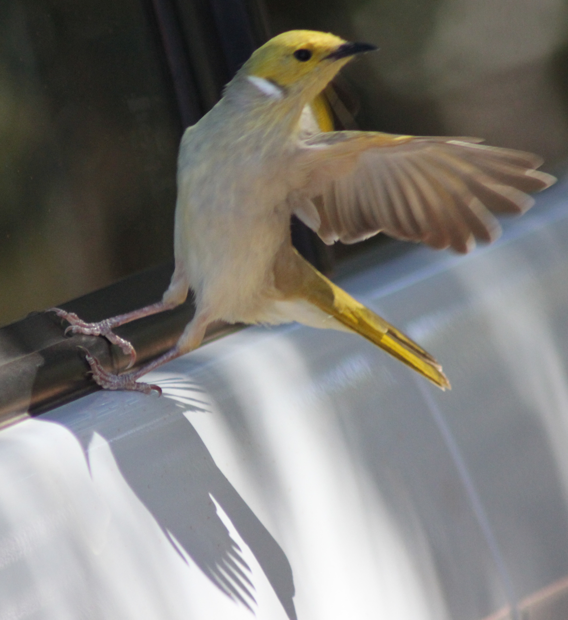 Richard Waring's Birds of Australia: Uluru/Kata Tjuta over Easter