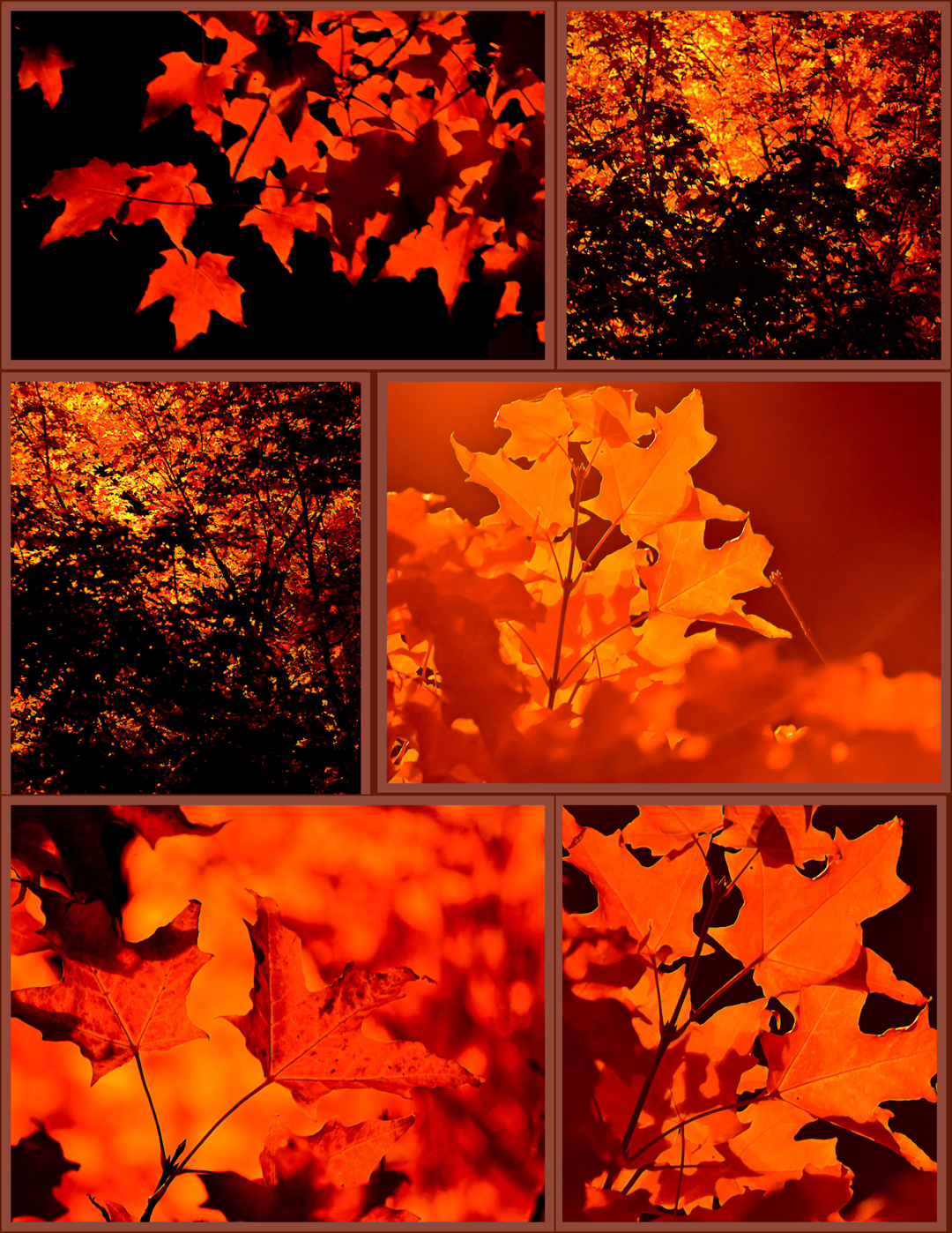 Cedar's Photography: Shades of Autumn -- Orange