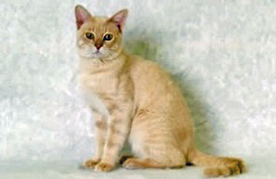 Australian Mist Picture