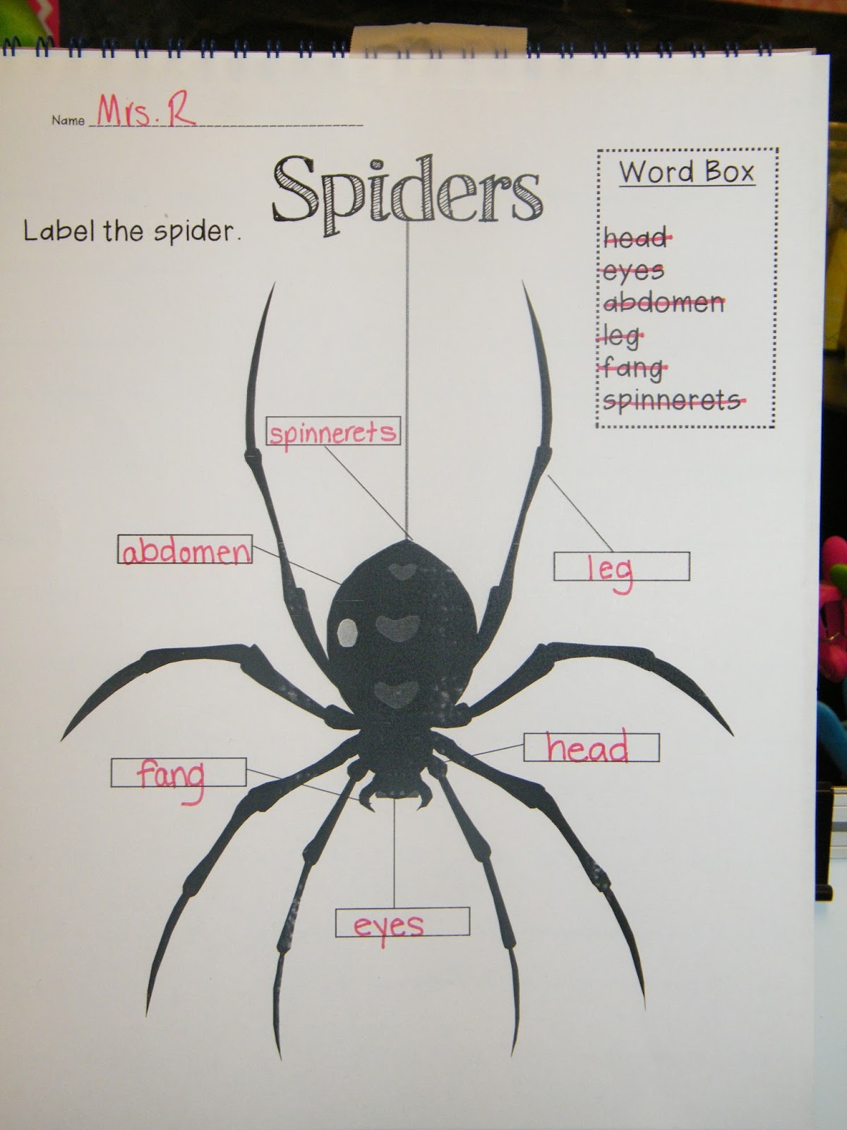 Adventures With Firsties: Creepy Crawly Spiders!