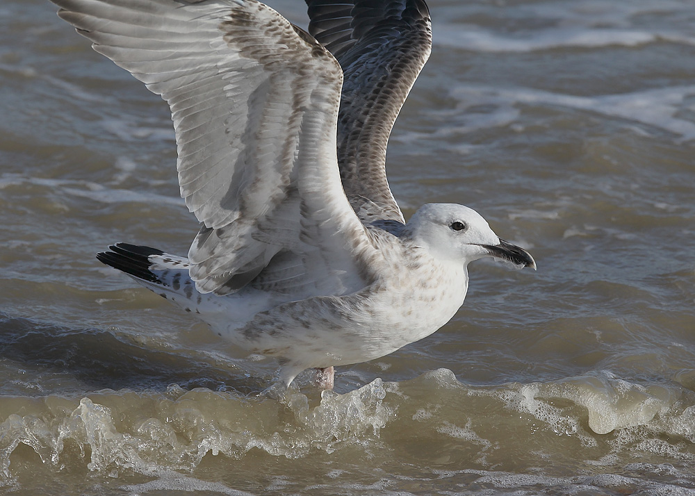 Richard Smith - Birdwatching Days Out: 1st winter & 1st summer CASPIAN ...