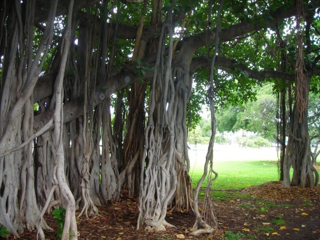 Pix Grove: The Great Banyan Tree