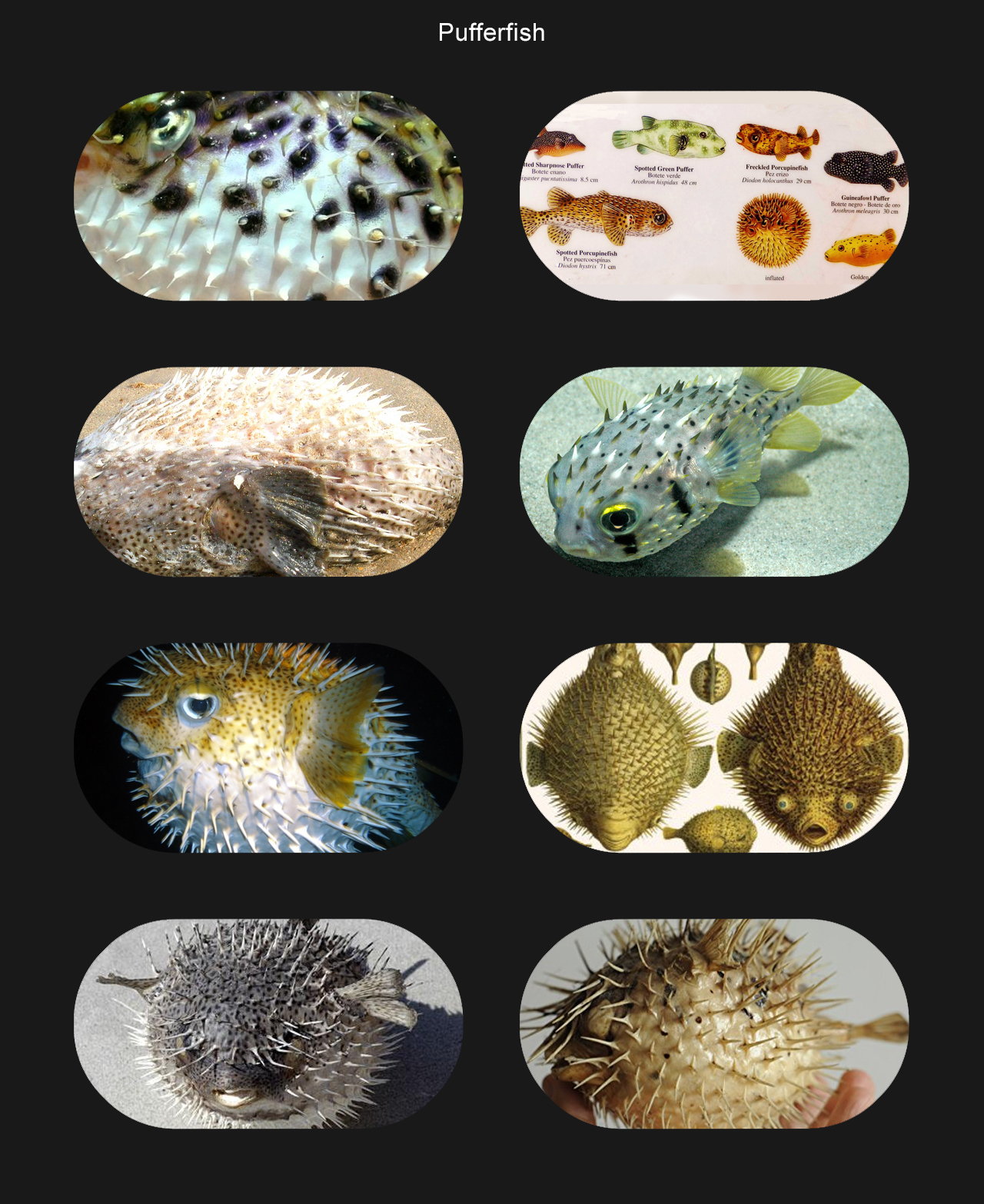 Deanna Crisbacher : Major Project: Pufferfish Influence Map & Texturing ...