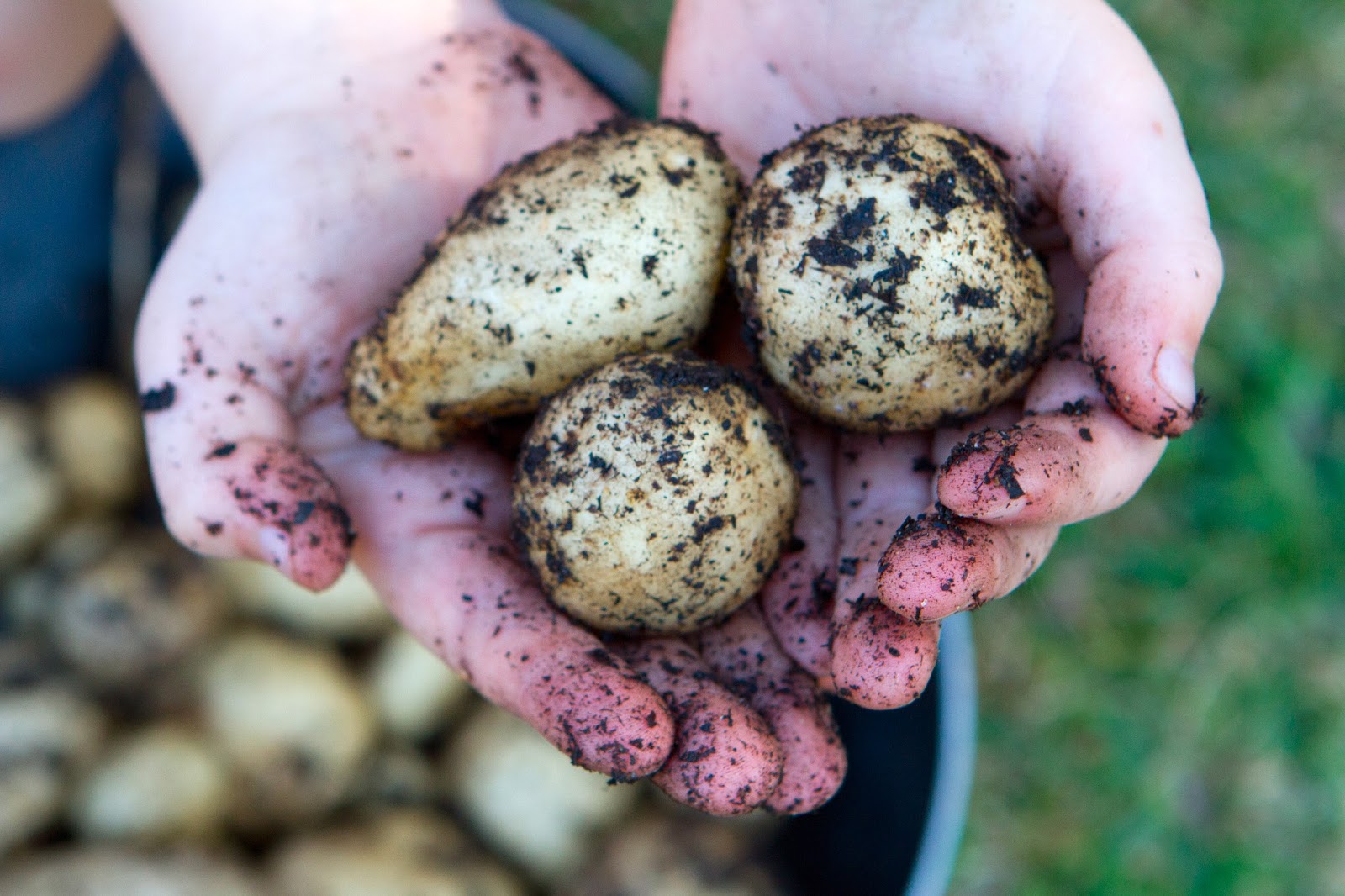 Our Simple and Meaningful Life: Home Grown Potatoes