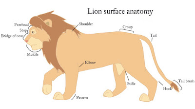 Science Class 6EP: THE LION IN THE ANIMAL KINGDOM