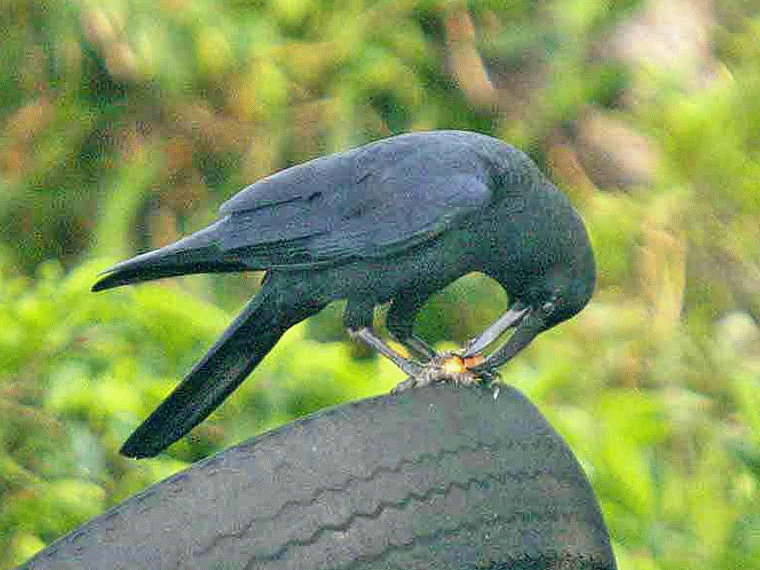 Ryukyu Life: Just a Crow Today and Recipes for Using Them