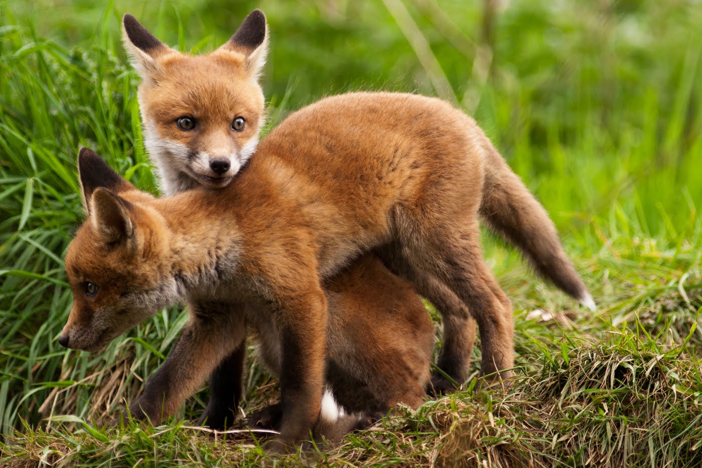 El ojo del buitre: Zorro (Vulpes vulpes)