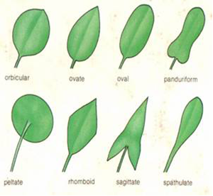 Helaian Daun (lamina) - Pengertian Menurut Ahli
