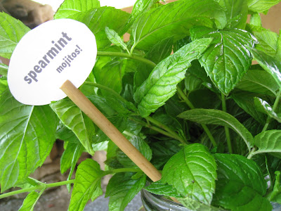 Christina's Garden: mint