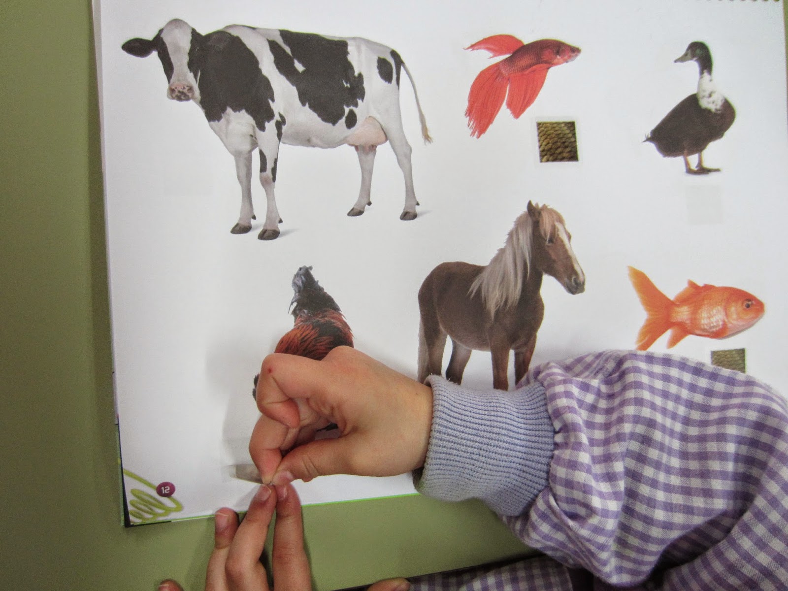 BLOG DE PATRI, educación infantil: ¿PELO - ESCAMAS - PLUMAS?