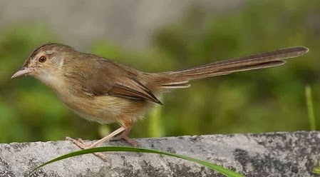 Burung Prenjak Alang Alang