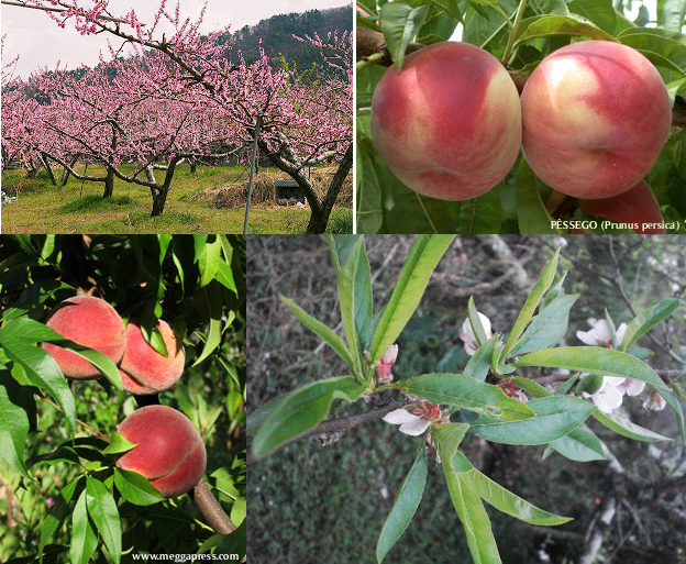 Pêssego (Prunus persica)