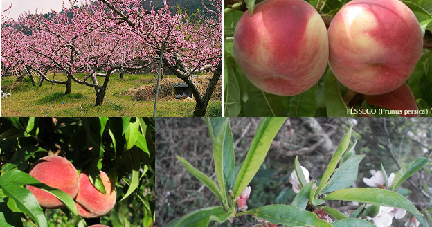Pêssego (Prunus persica) ~ Enciclopédia Global™
