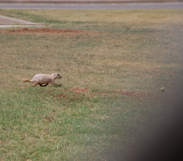 Journal Jots: Prairie Dog Running After the Ball