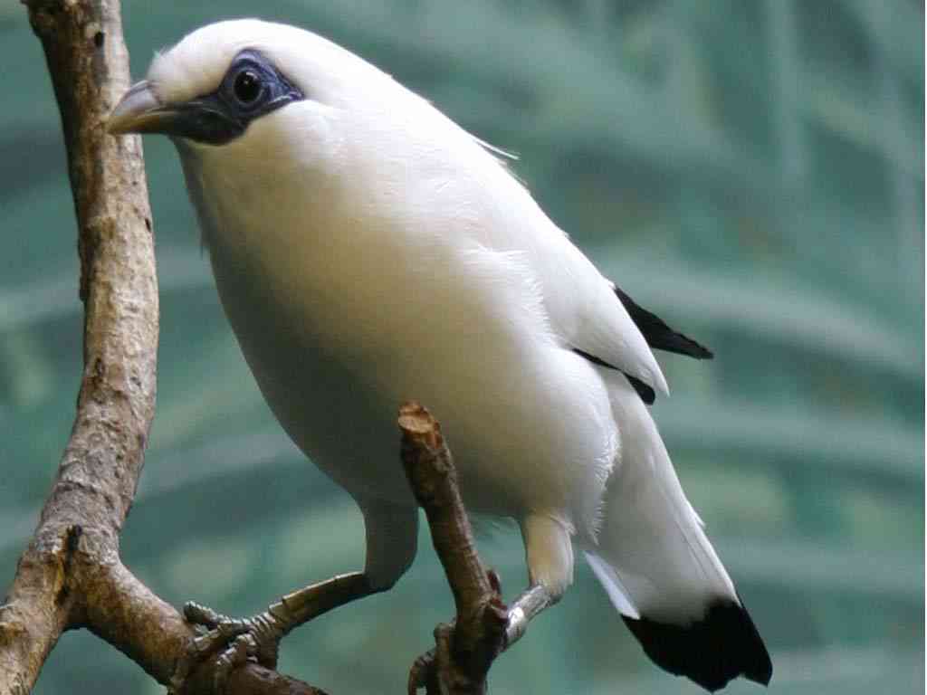 Daftar Binatang Endemik Indonesia Dari Pulau Bali | Nama, Gambar ...