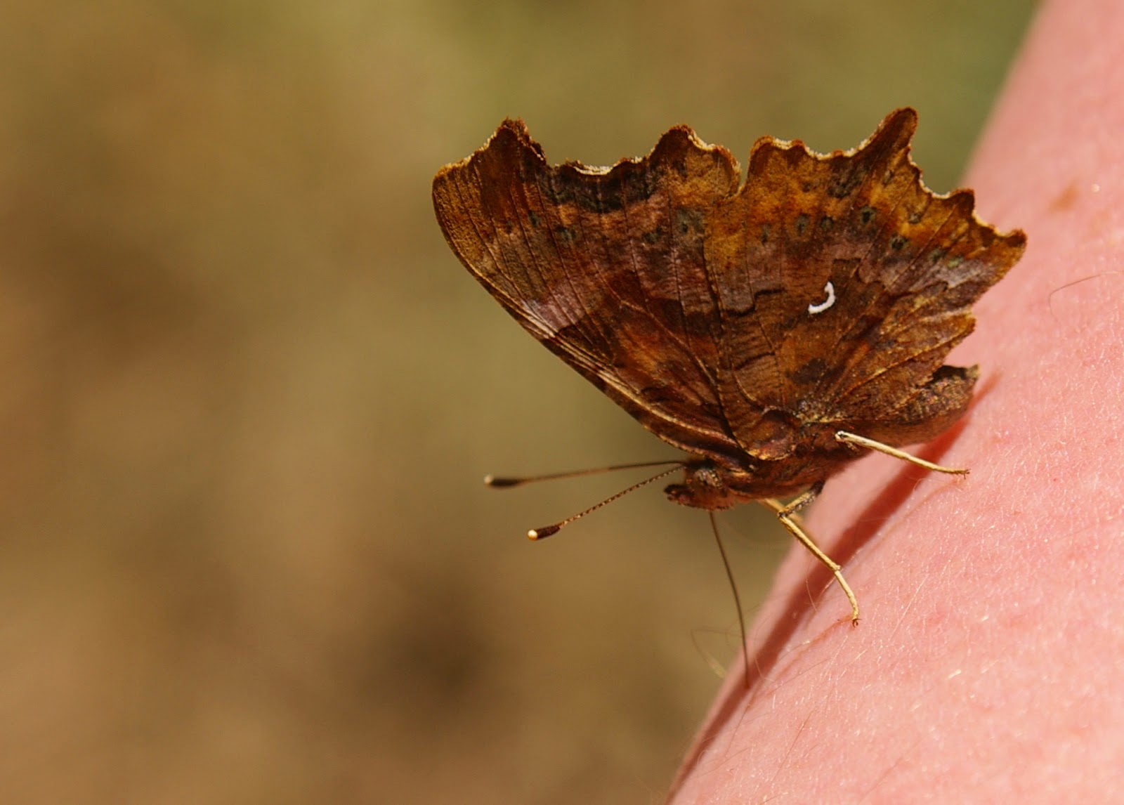 PllD: Papallona de la c blanca