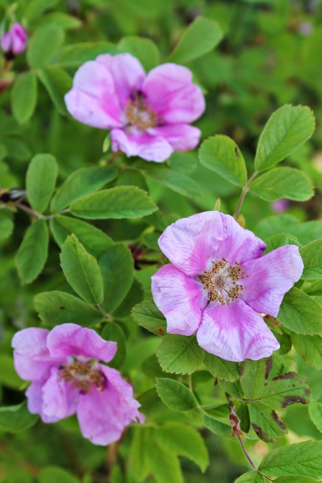 Tau(v)onpaikka: "Yksi ruusu on kasvanut...