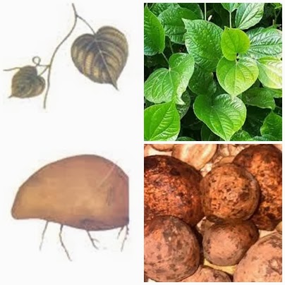 Goresan Mutiara Tanganku: Bidara Upas ( Merremia mammosa )