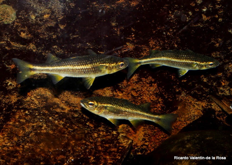 Ricardo's Blog, : Agonostomus monticola a fish native of Puerto Rico ...