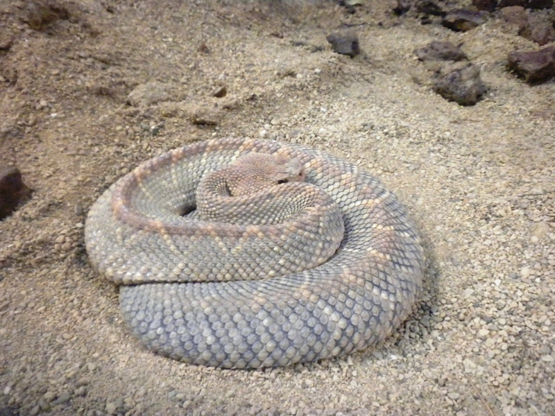 The Zoo Review: Species Fact Profile: Aruba Island Rattlesnake ...
