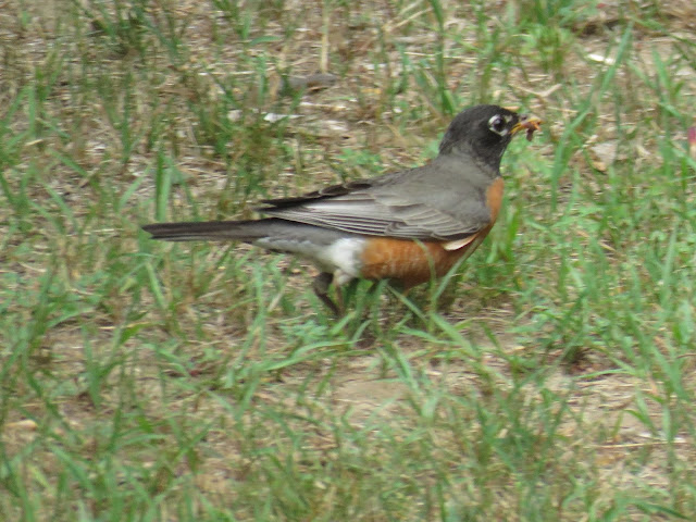 Bird & Travel Photos, Birding Sites, Bird Information: AMERICAN ROBIN ...