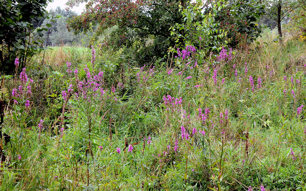 Jozef van der Heijden - Natuurfotografie: Wilde bloemenweide Hulsel